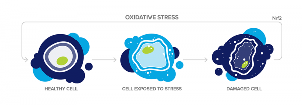 Stress & Your Health | Advancing Health Naturally
